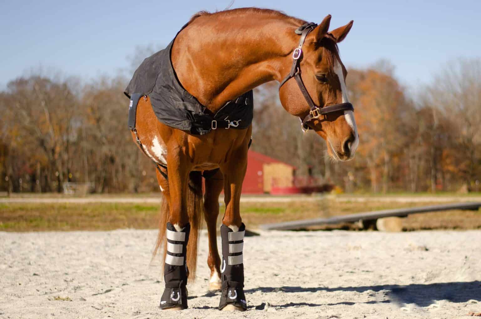 Elite Equine Therapeutic Care with Gladiator Equine | FIR Devices